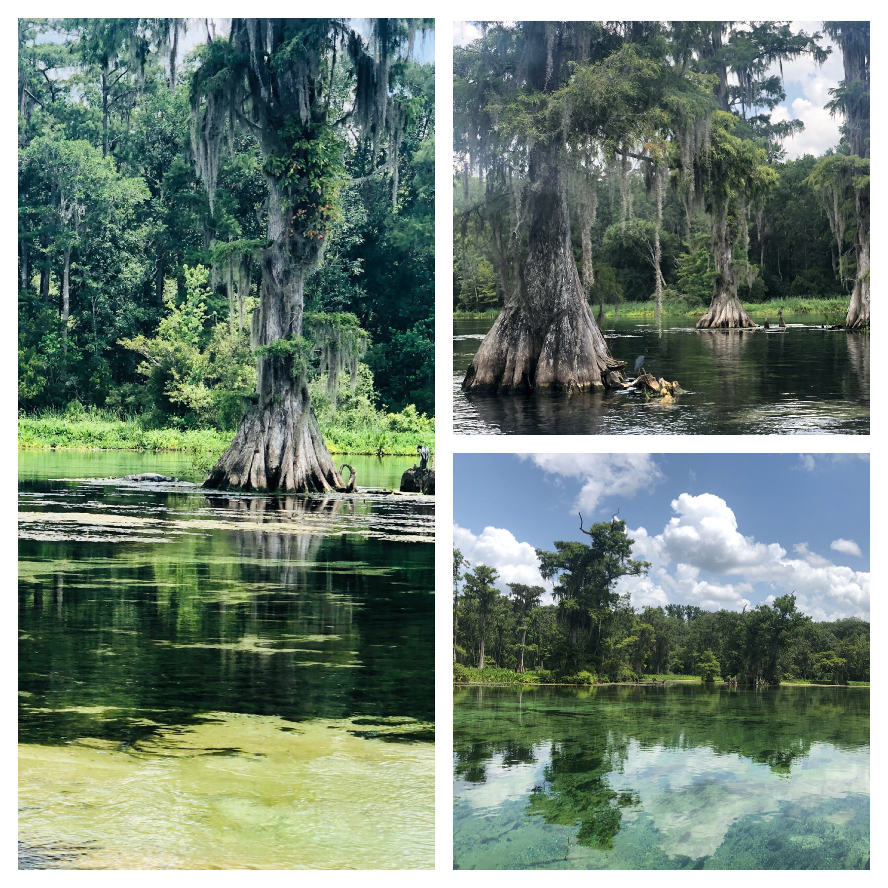 Wakulla Springs State Park | Mama On Mission